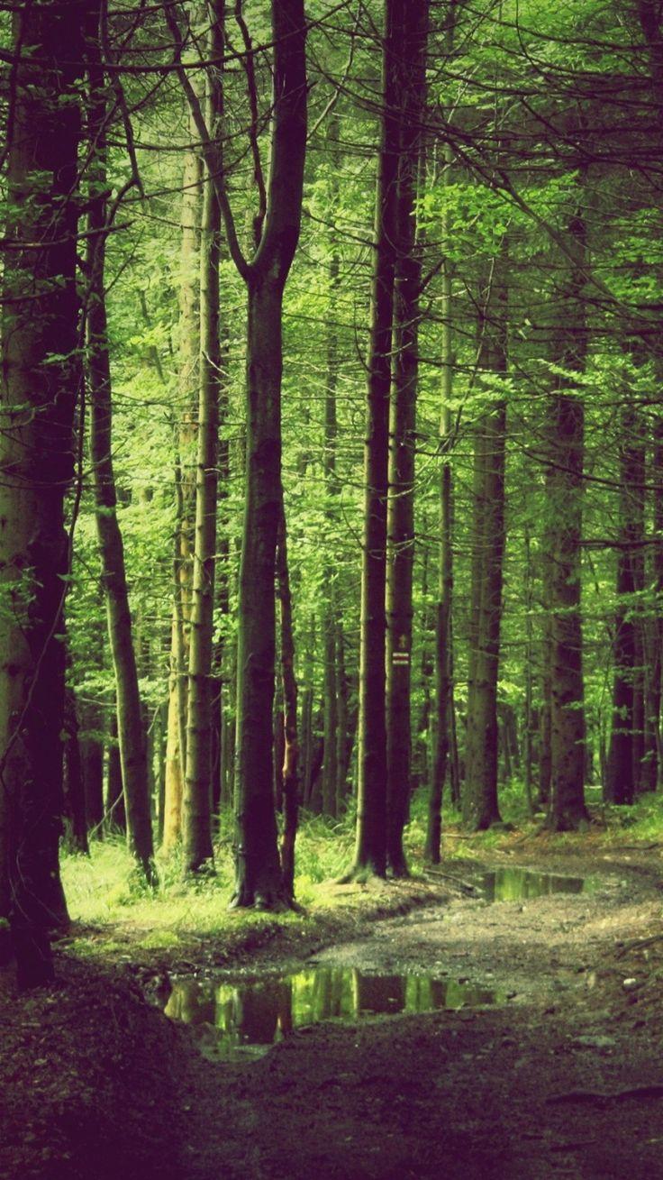 Michigan Forest Wallpapers - Top Free Michigan Forest Backgrounds ...