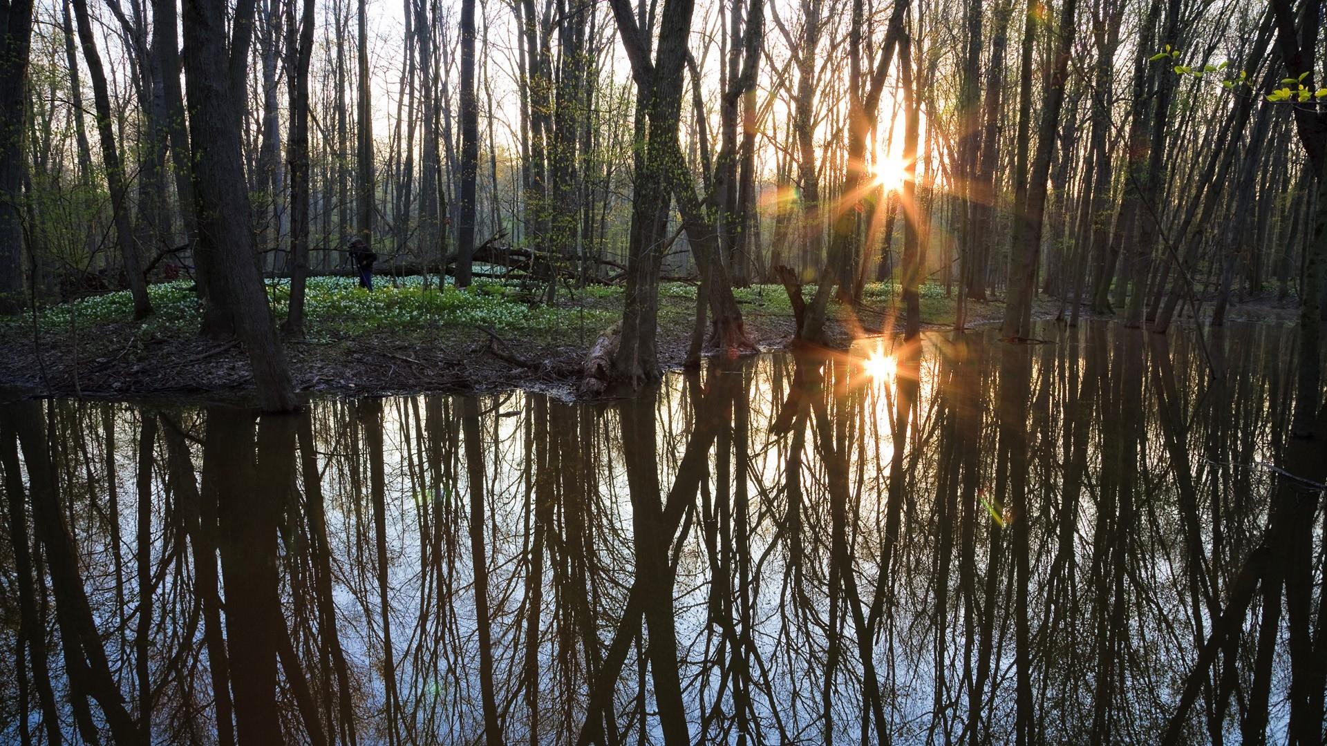 Michigan Forest Wallpapers - Top Free Michigan Forest Backgrounds ...