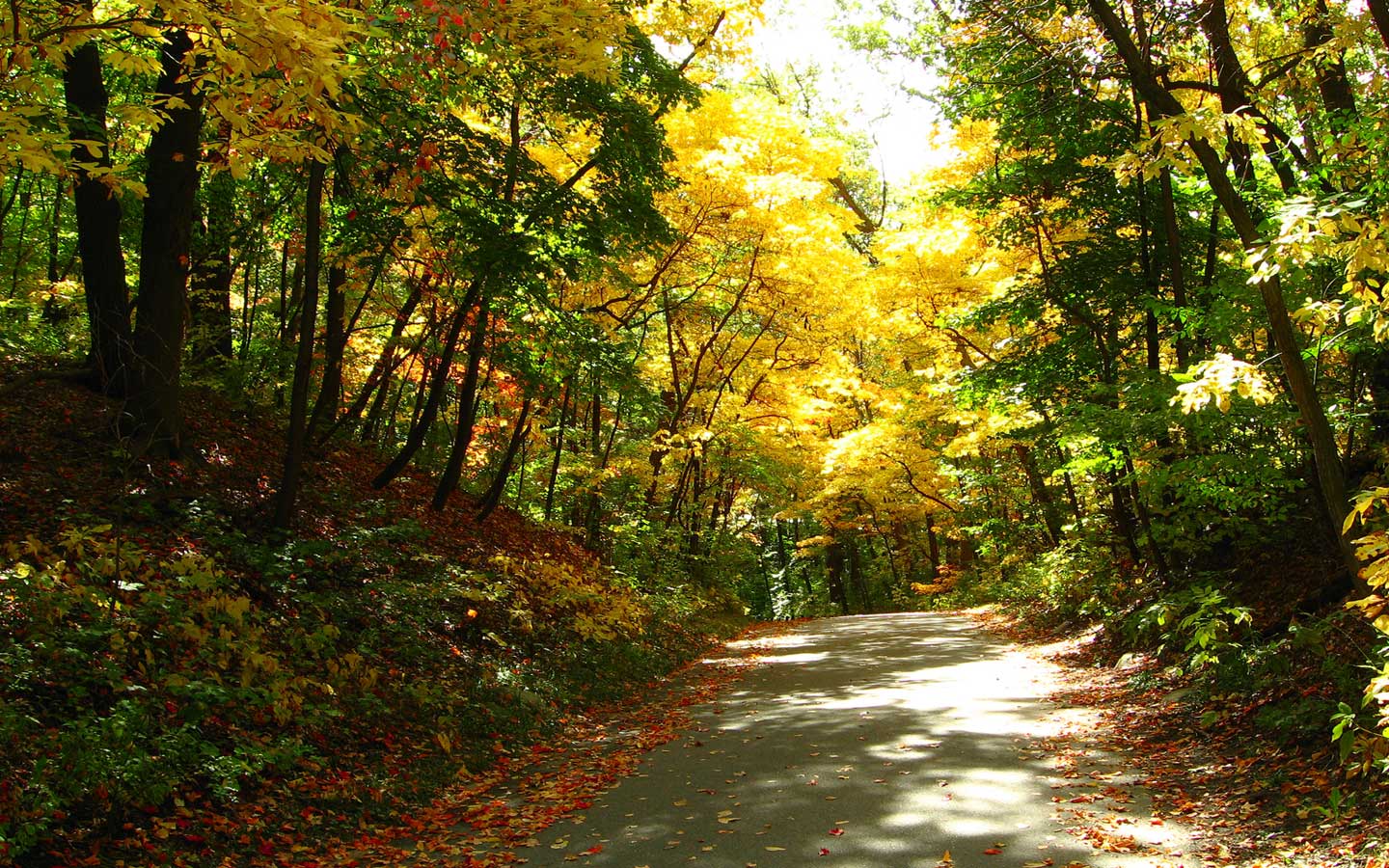 Michigan Forest Wallpapers - Top Free Michigan Forest Backgrounds ...