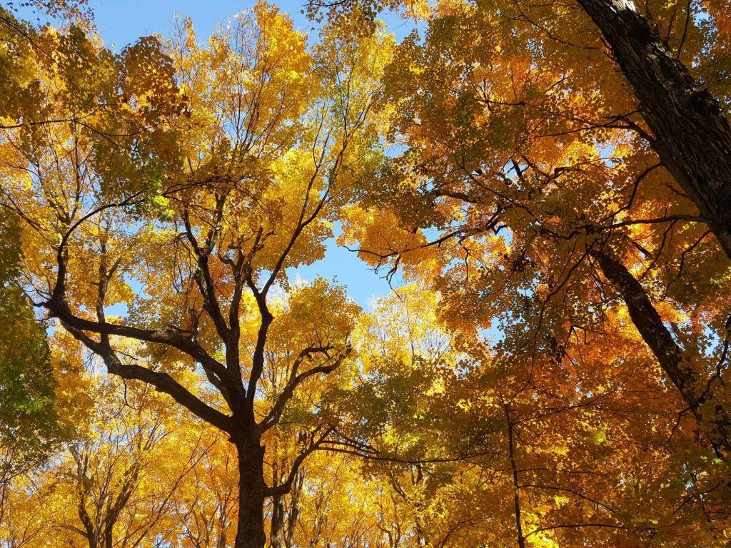 Michigan Autumn Wallpapers - Top Free Michigan Autumn Backgrounds ...