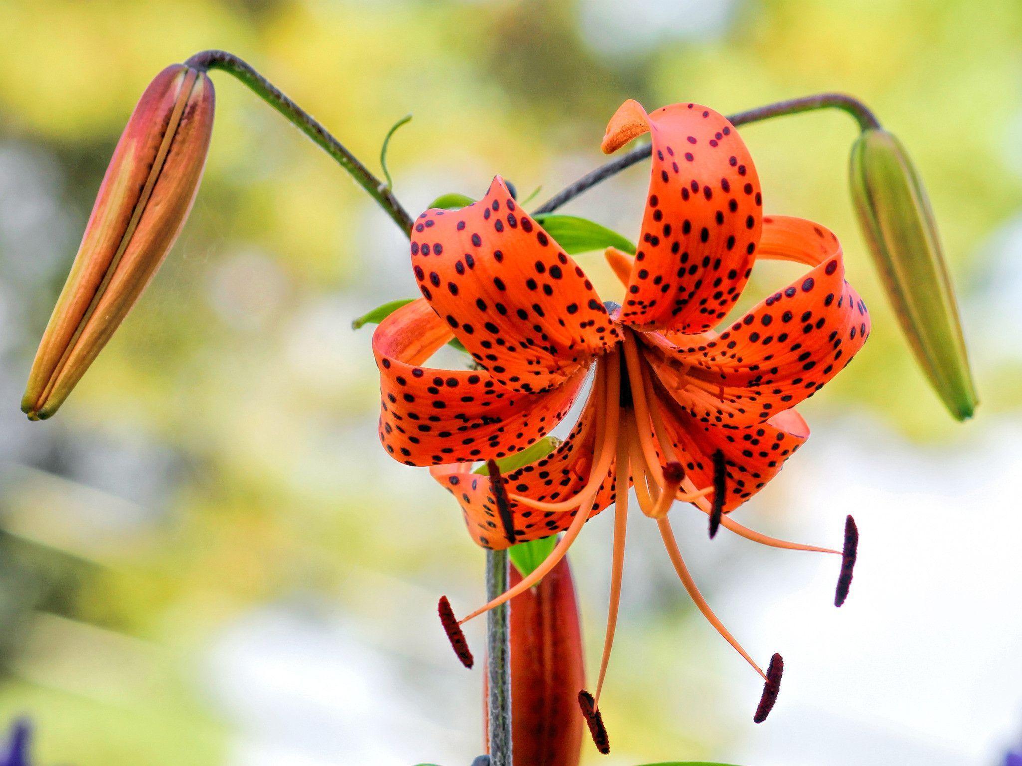 Tiger Lily Wallpapers - Top Free Tiger Lily Backgrounds - WallpaperAccess
