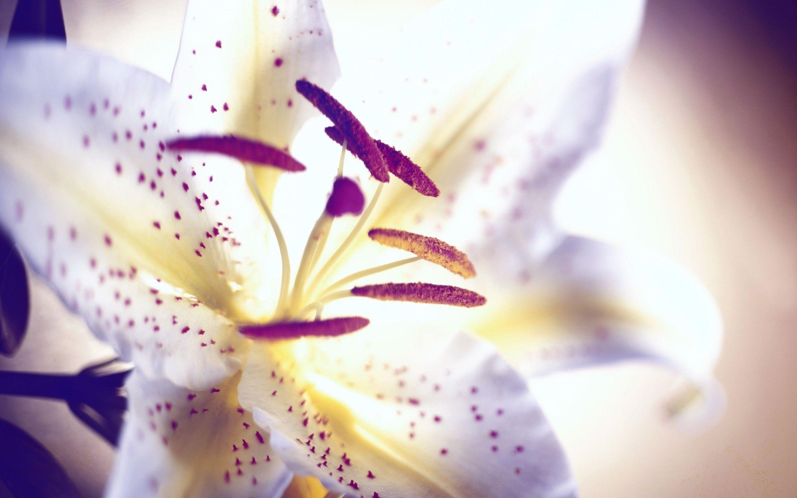 Lilium Wallpapers - Top Free Lilium Backgrounds - WallpaperAccess