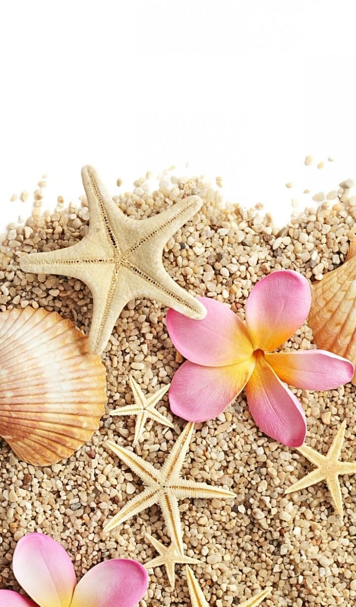 Pink Seashell Wallpapers - Top Free Pink Seashell Backgrounds ...