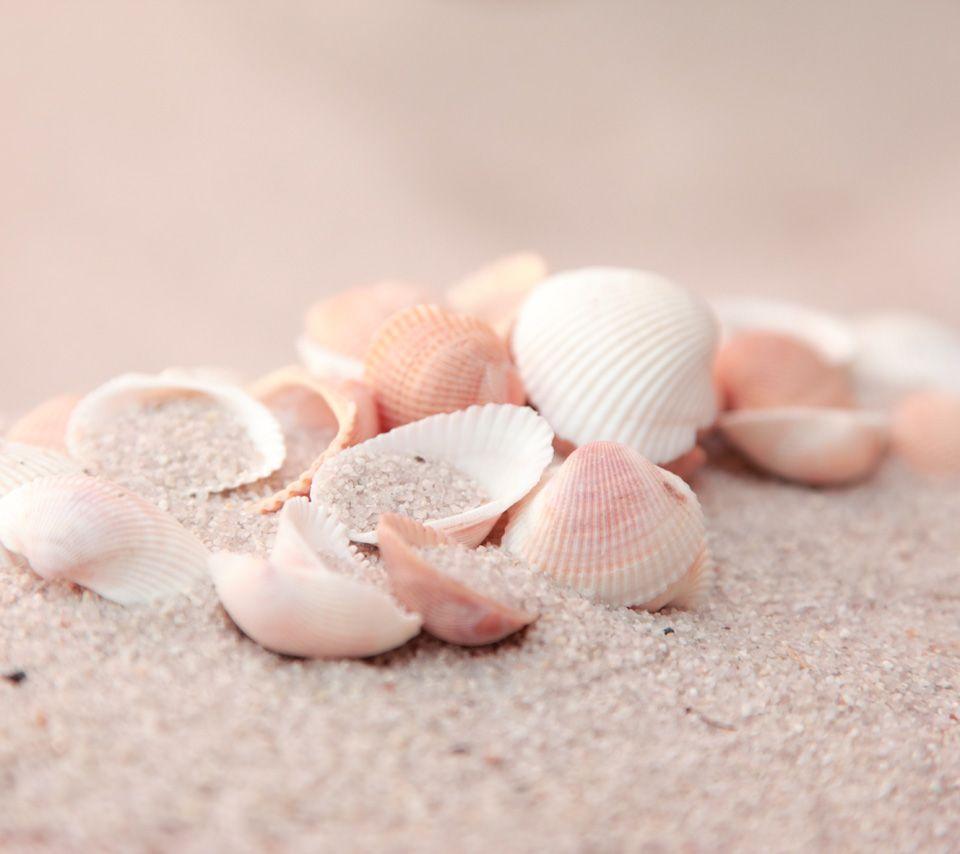 Pink Seashell Wallpapers - Top Free Pink Seashell Backgrounds ...