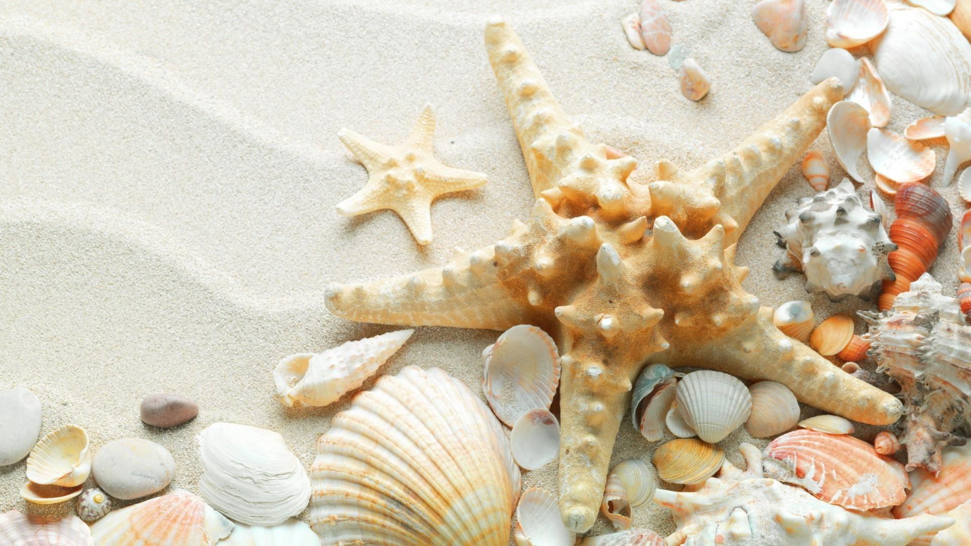 Seashell Desktop Wallpapers - Top Free Seashell Desktop Backgrounds ...