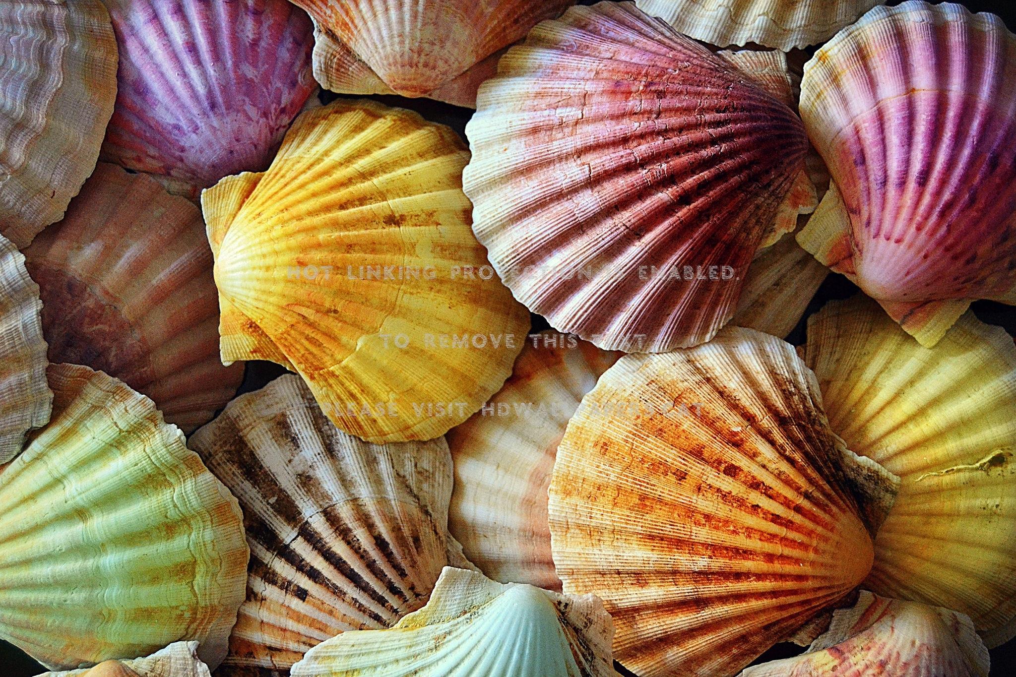 Pink Seashell Wallpapers - Top Free Pink Seashell Backgrounds ...