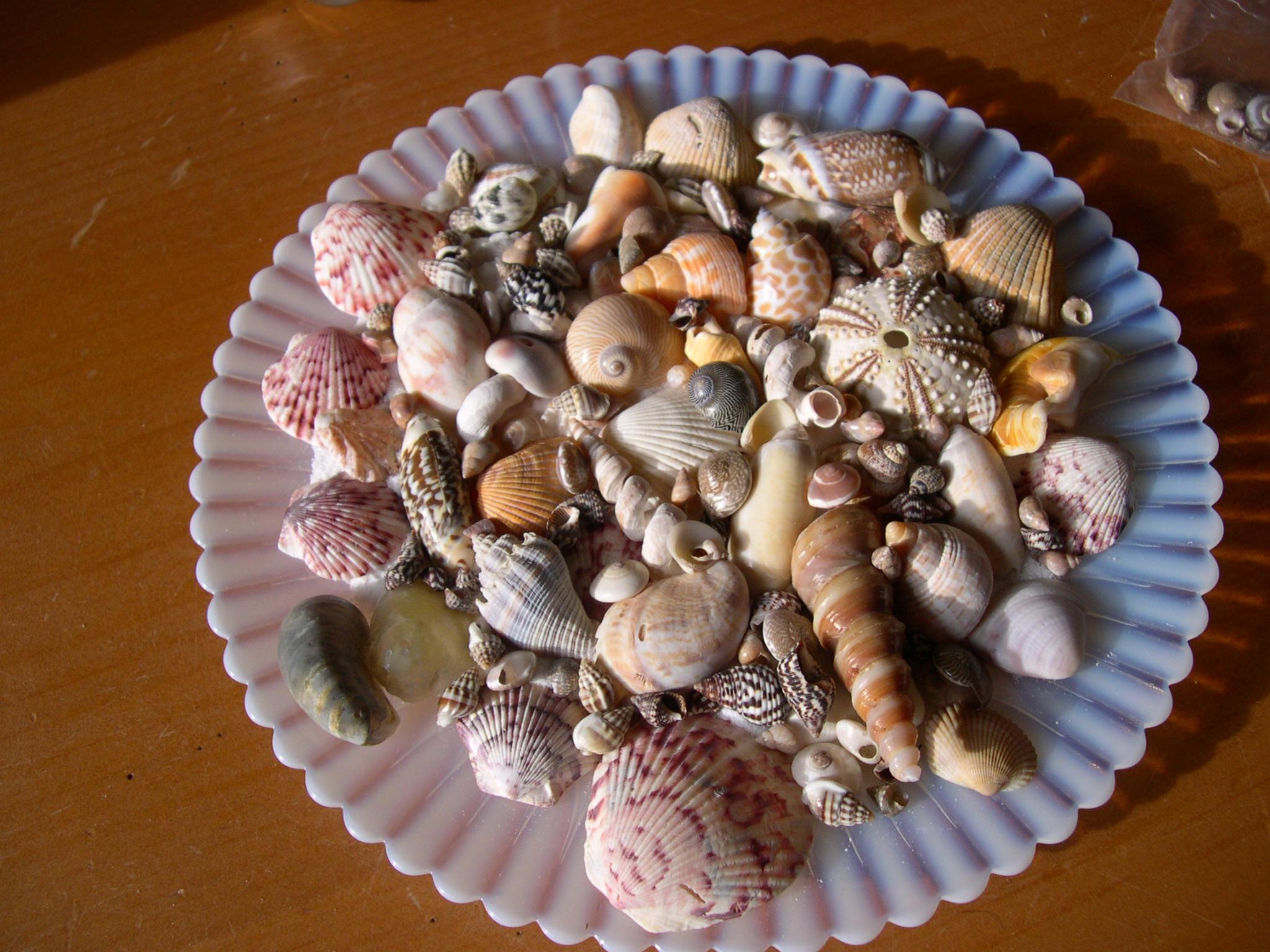 Pink Seashell Wallpapers - Top Free Pink Seashell Backgrounds ...