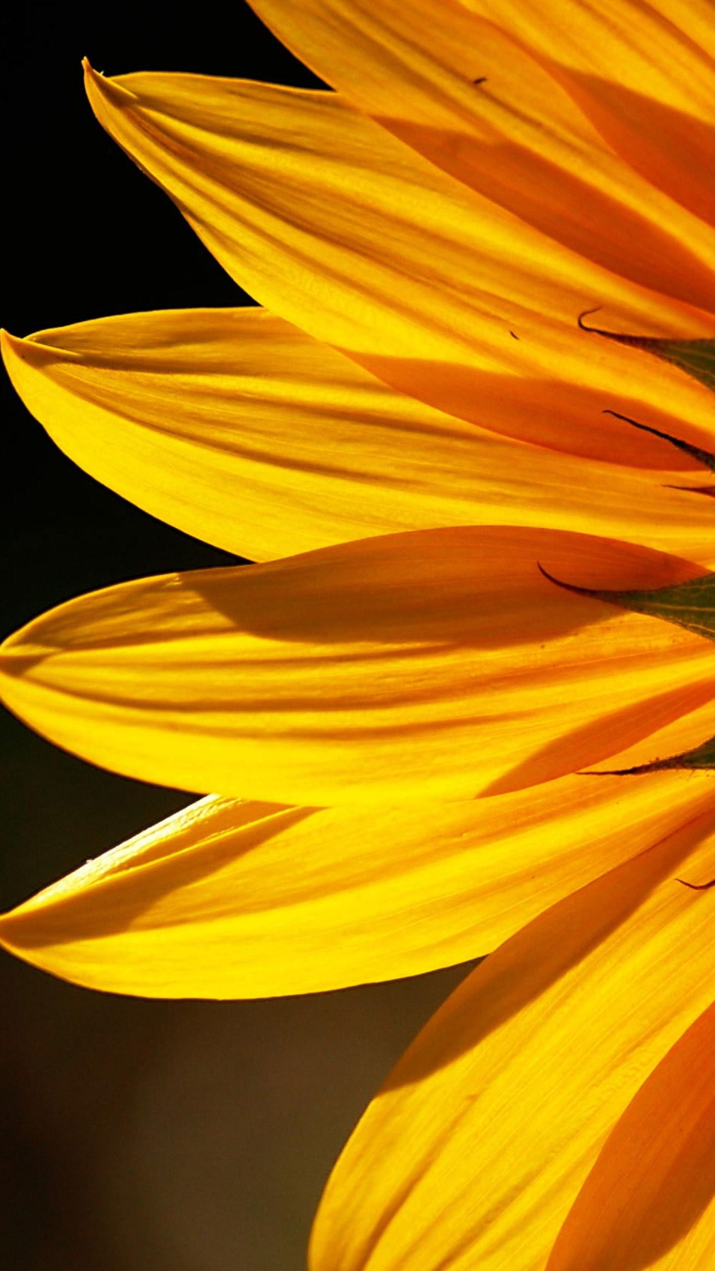 Yellow Sunflower Wallpapers - Top Free Yellow Sunflower Backgrounds ...