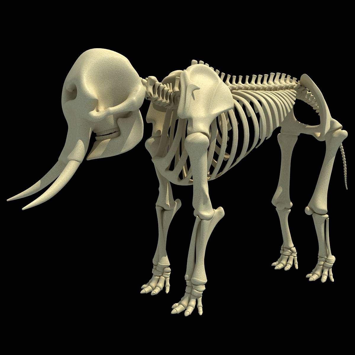 Animal Skeleton Wallpapers - Top Free Animal Skeleton Backgrounds ...