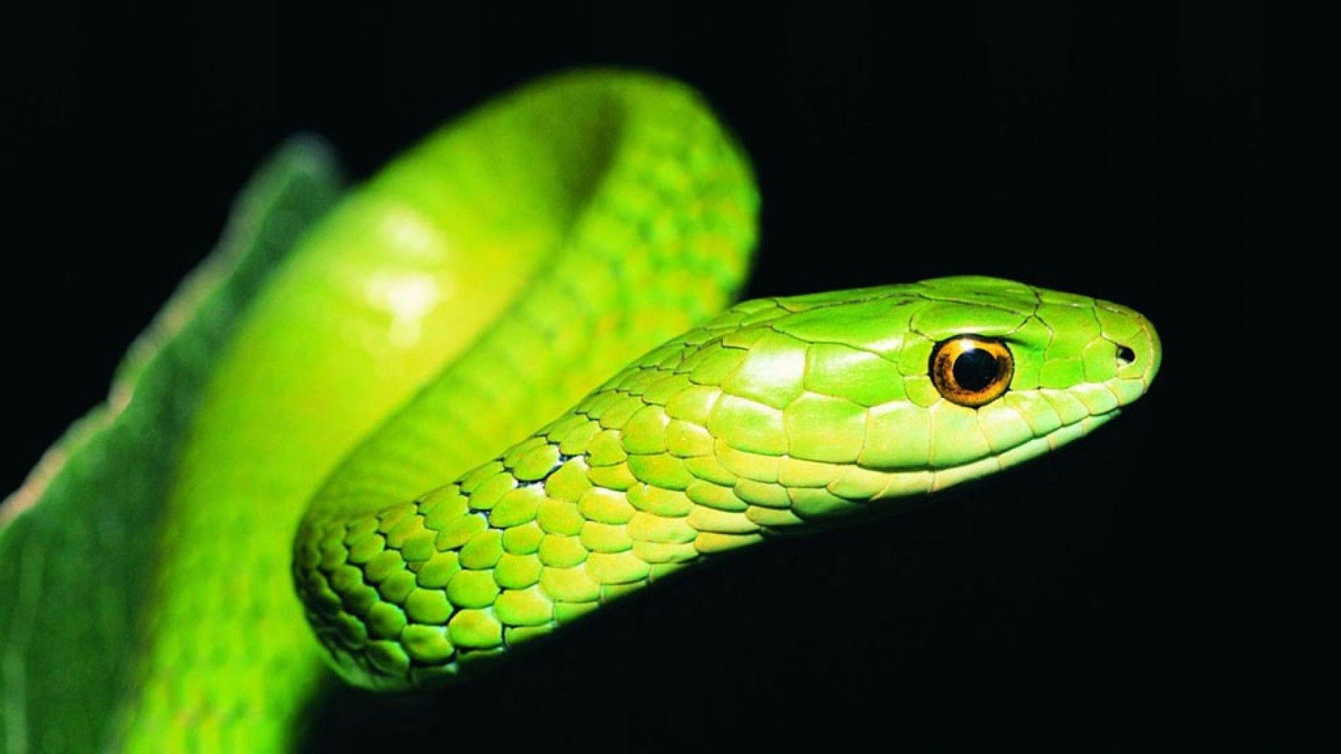 Green and Black Snake Wallpapers - Top Free Green and Black Snake ...