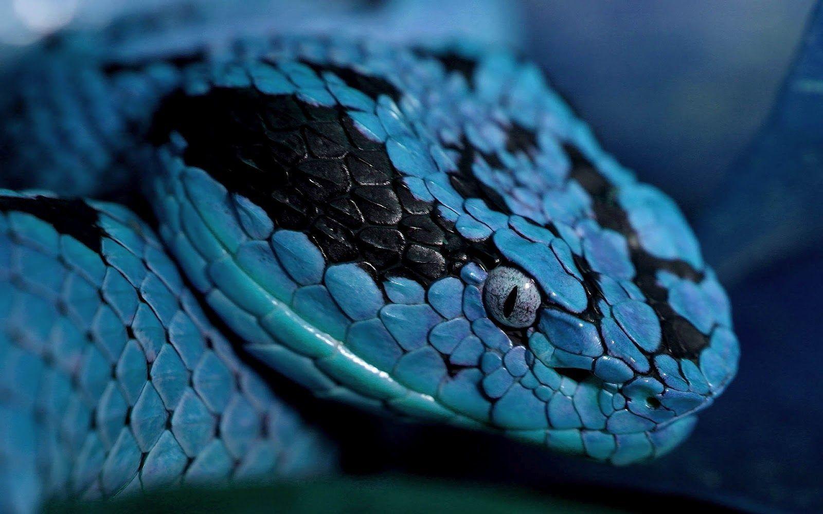 Ultra HD Snakes Wallpapers - Top Free Ultra HD Snakes Backgrounds ...