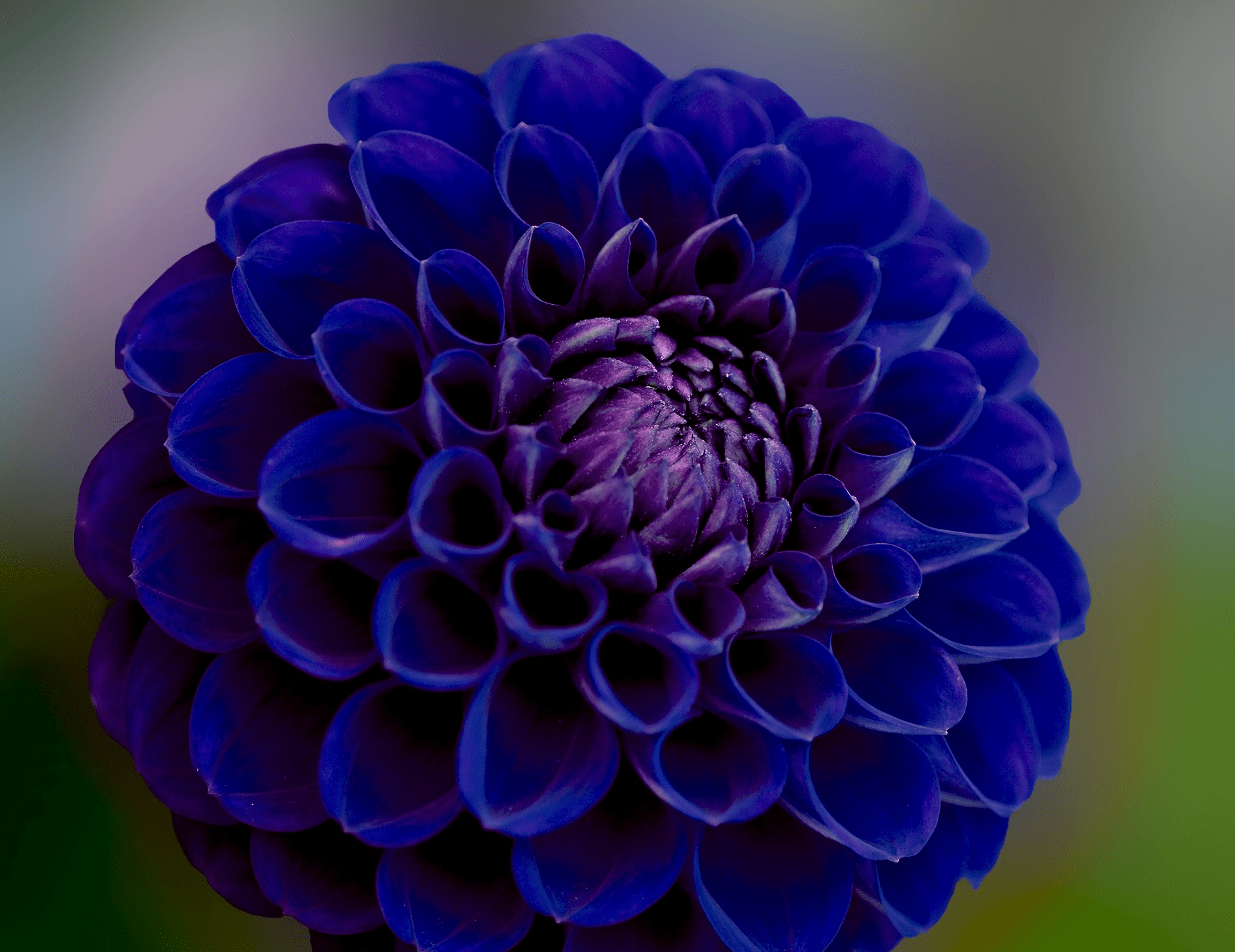 Blue Dahlia Wallpapers - Top Free Blue Dahlia Backgrounds - WallpaperAccess
