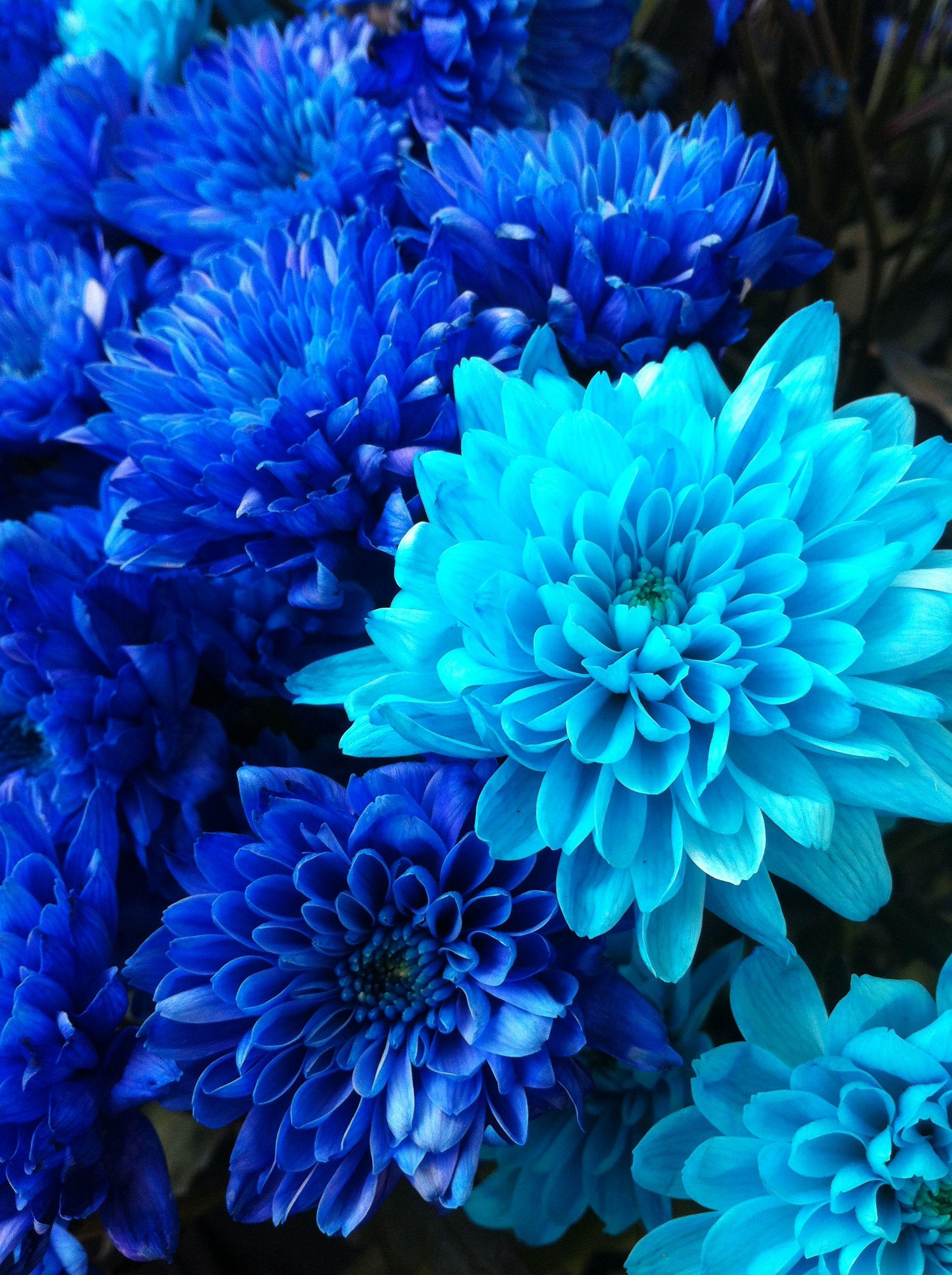 Blue Dahlia Wallpapers - Top Free Blue Dahlia Backgrounds - WallpaperAccess