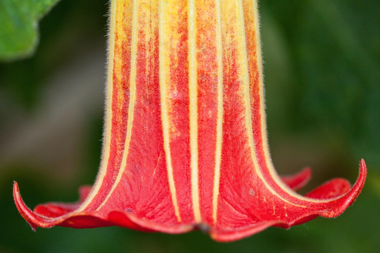 Angel Trumpet Wallpapers - Top Free Angel Trumpet Backgrounds ...