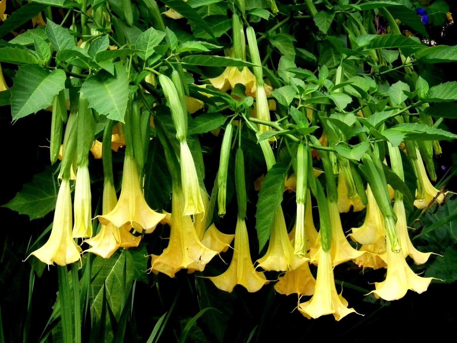 Angel Trumpet Wallpapers - Top Free Angel Trumpet Backgrounds ...