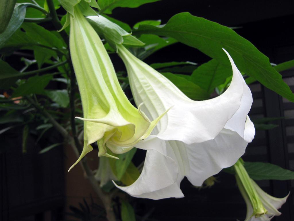 Angel Trumpet Wallpapers - Top Free Angel Trumpet Backgrounds ...
