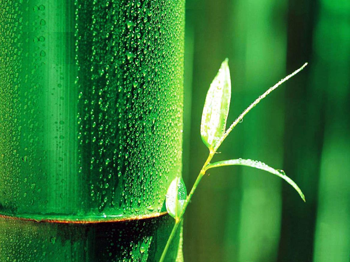 Beautiful Bamboo Wallpapers - Top Free Beautiful Bamboo Backgrounds ...