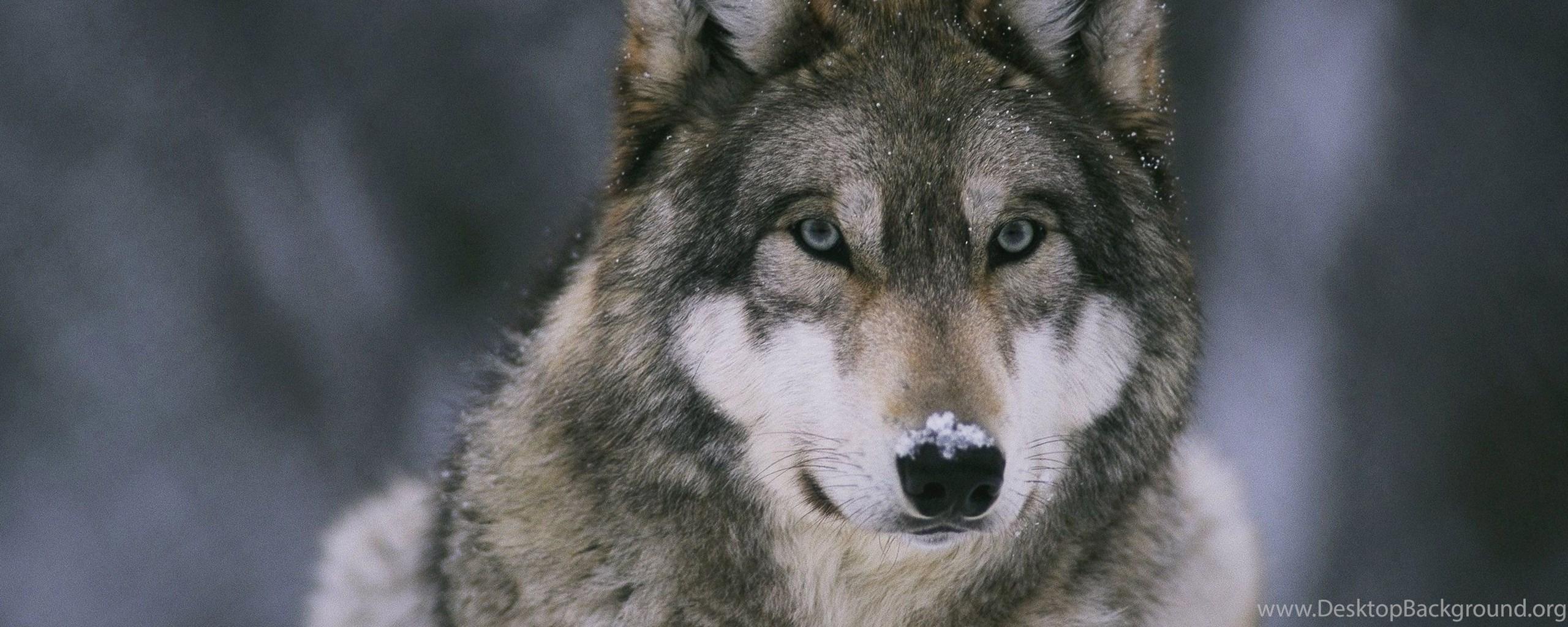 Real Wolf Wallpapers - Top Free Real Wolf Backgrounds - WallpaperAccess