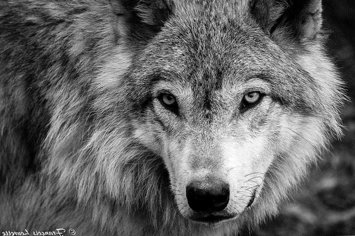 Real Wolf Wallpapers - Top Free Real Wolf Backgrounds - WallpaperAccess