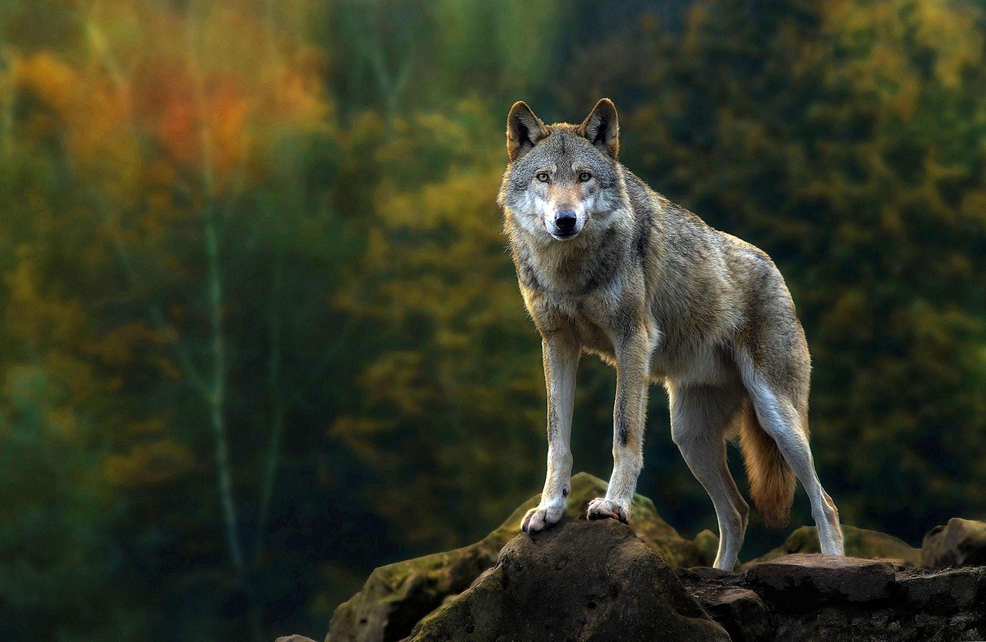 Real Wolf Wallpapers - Top Free Real Wolf Backgrounds - WallpaperAccess