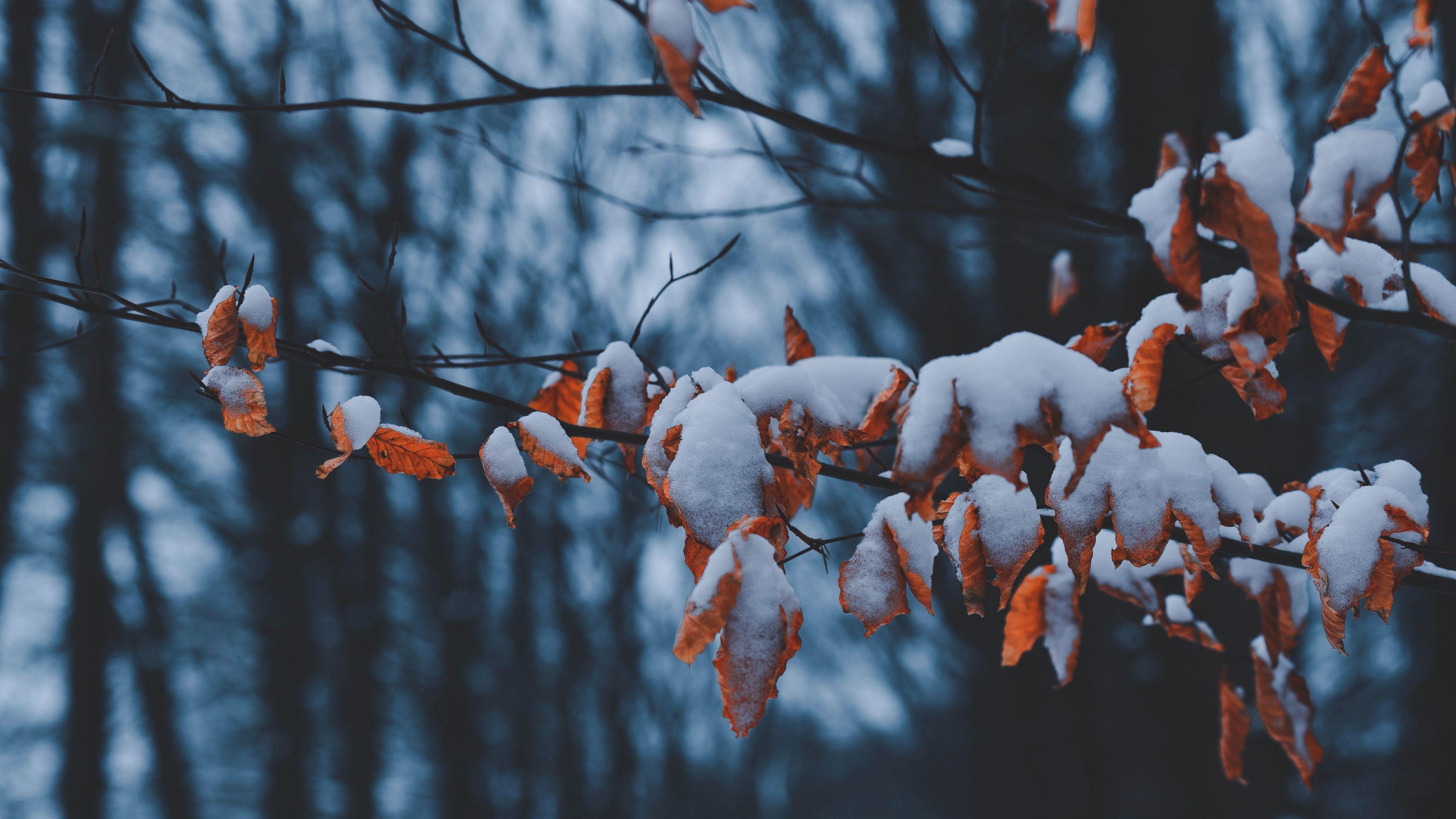 Winter Leaves Wallpapers - Top Free Winter Leaves Backgrounds ...