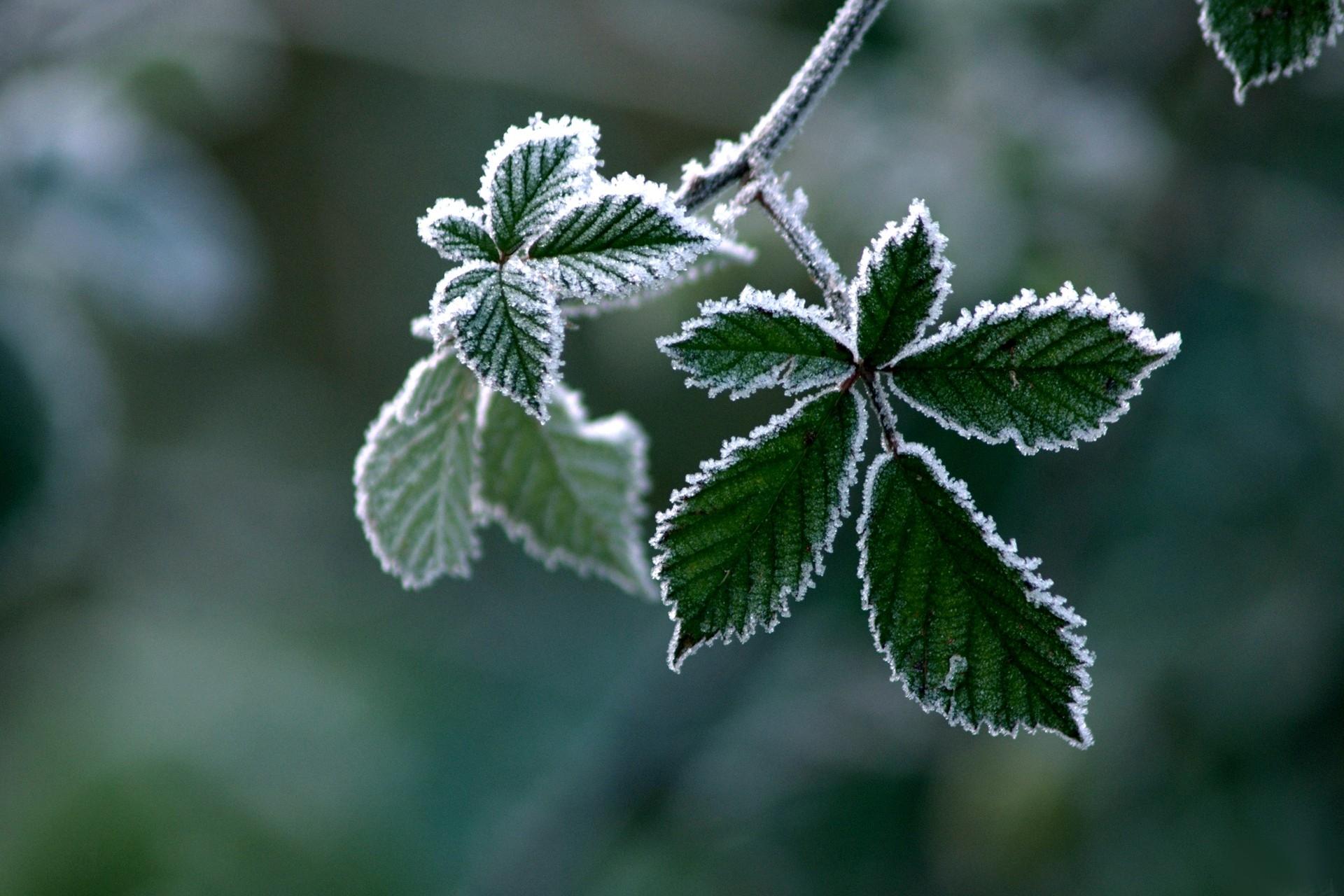 Winter Leaves Wallpapers - Top Free Winter Leaves Backgrounds ...