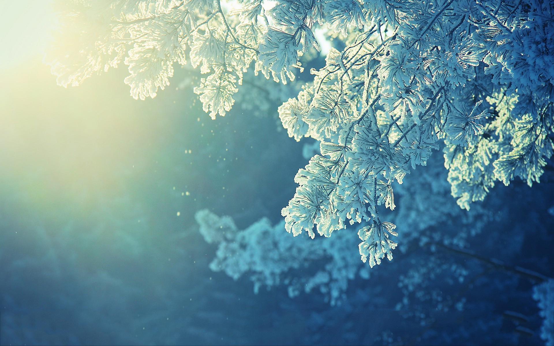 Winter Leaves Wallpapers - Top Free Winter Leaves Backgrounds ...