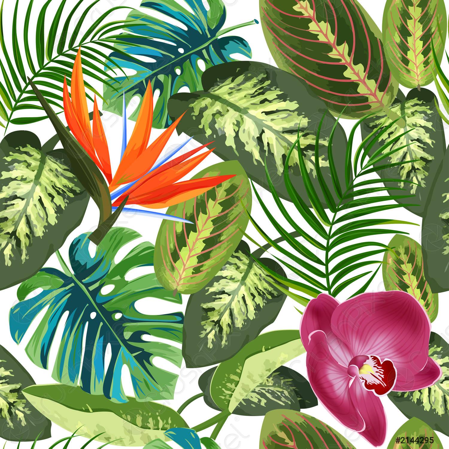 Tropical Vector Wallpapers - Top Free Tropical Vector Backgrounds ...