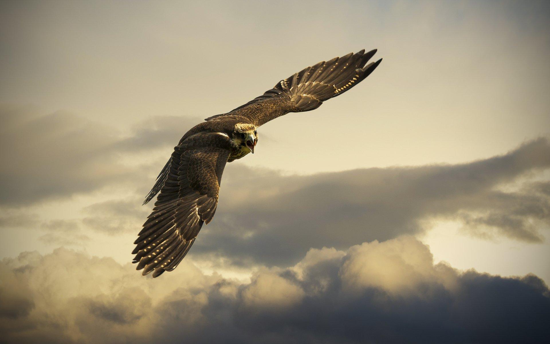 Golden Eagle HD Wallpapers - Top Free Golden Eagle HD Backgrounds ...