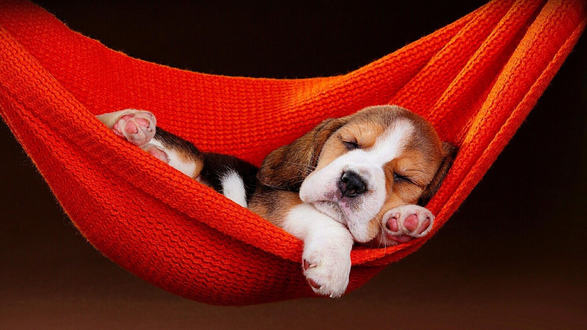 Funny Beagle Wallpapers - Top Free Funny Beagle Backgrounds ...
