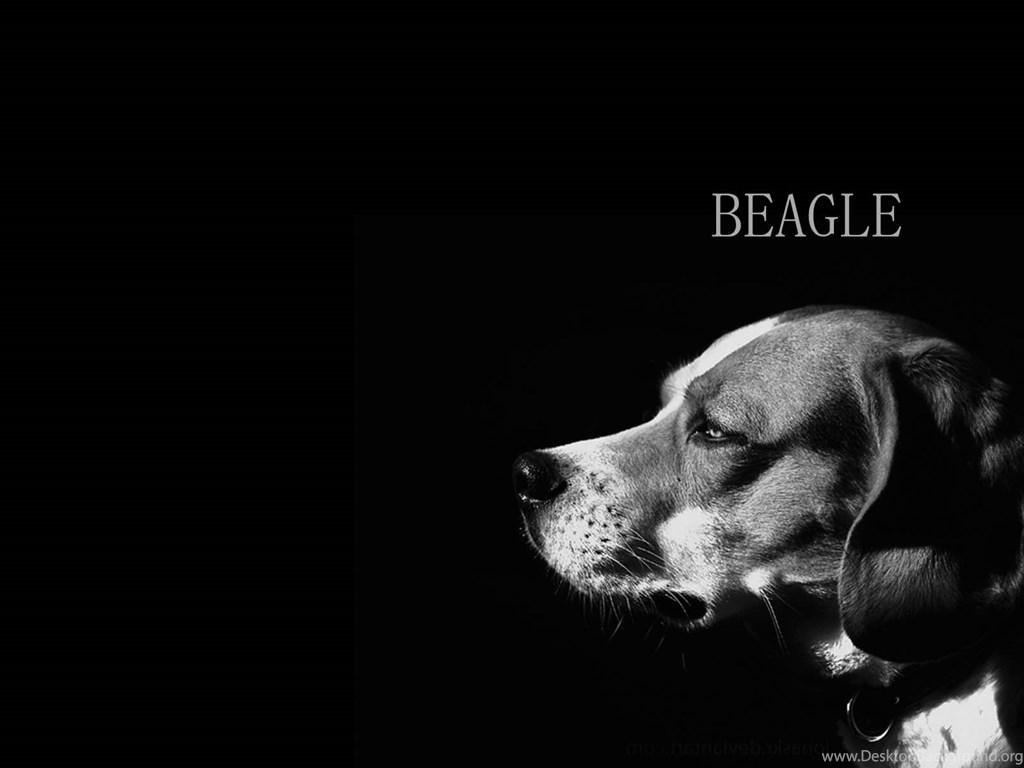 Funny Beagle Wallpapers - Top Free Funny Beagle Backgrounds ...