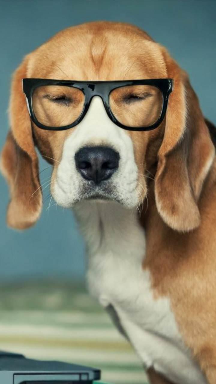 Funny Beagle Wallpapers - Top Free Funny Beagle Backgrounds ...