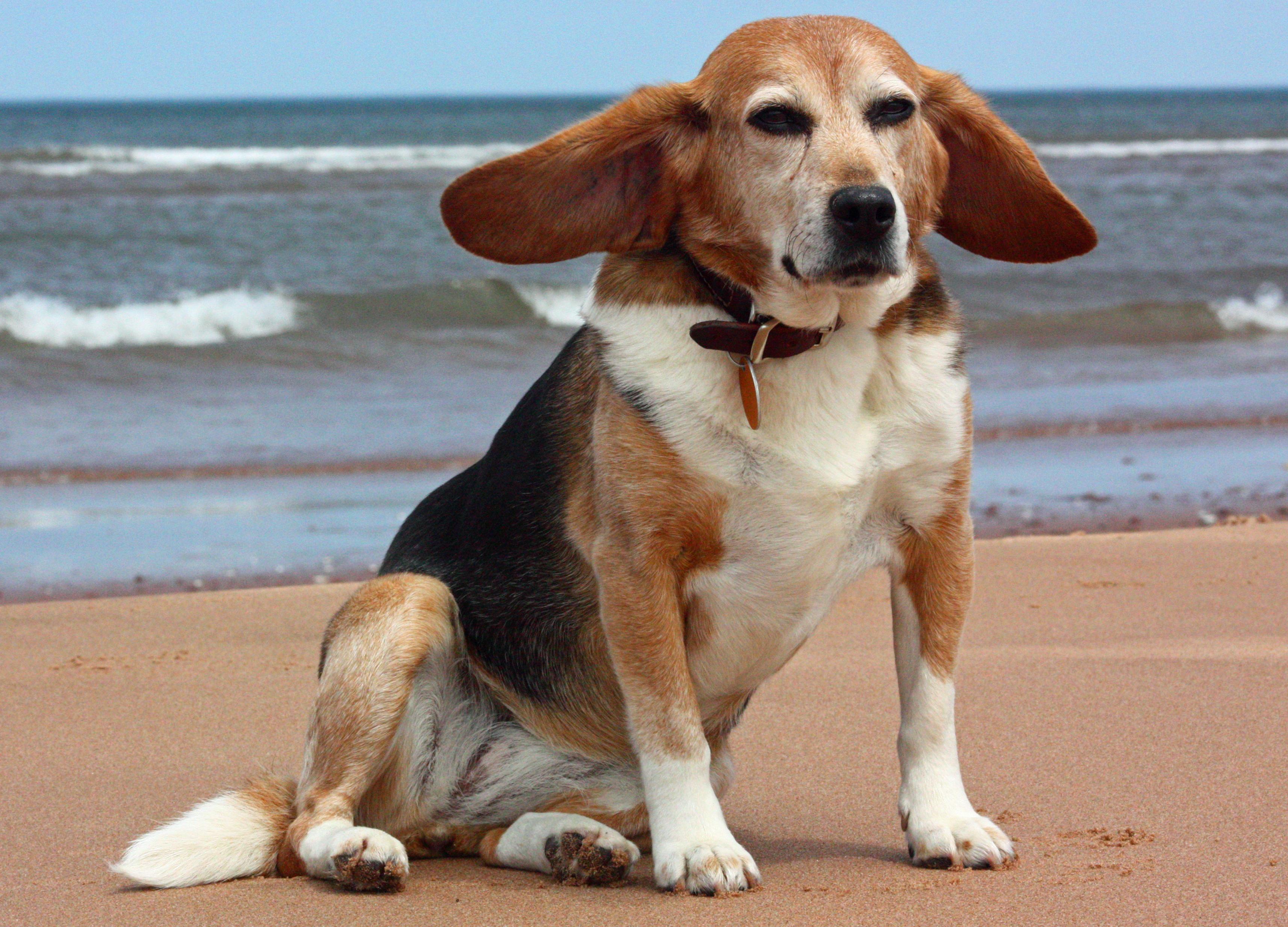 Funny Beagle Wallpapers - Top Free Funny Beagle Backgrounds ...