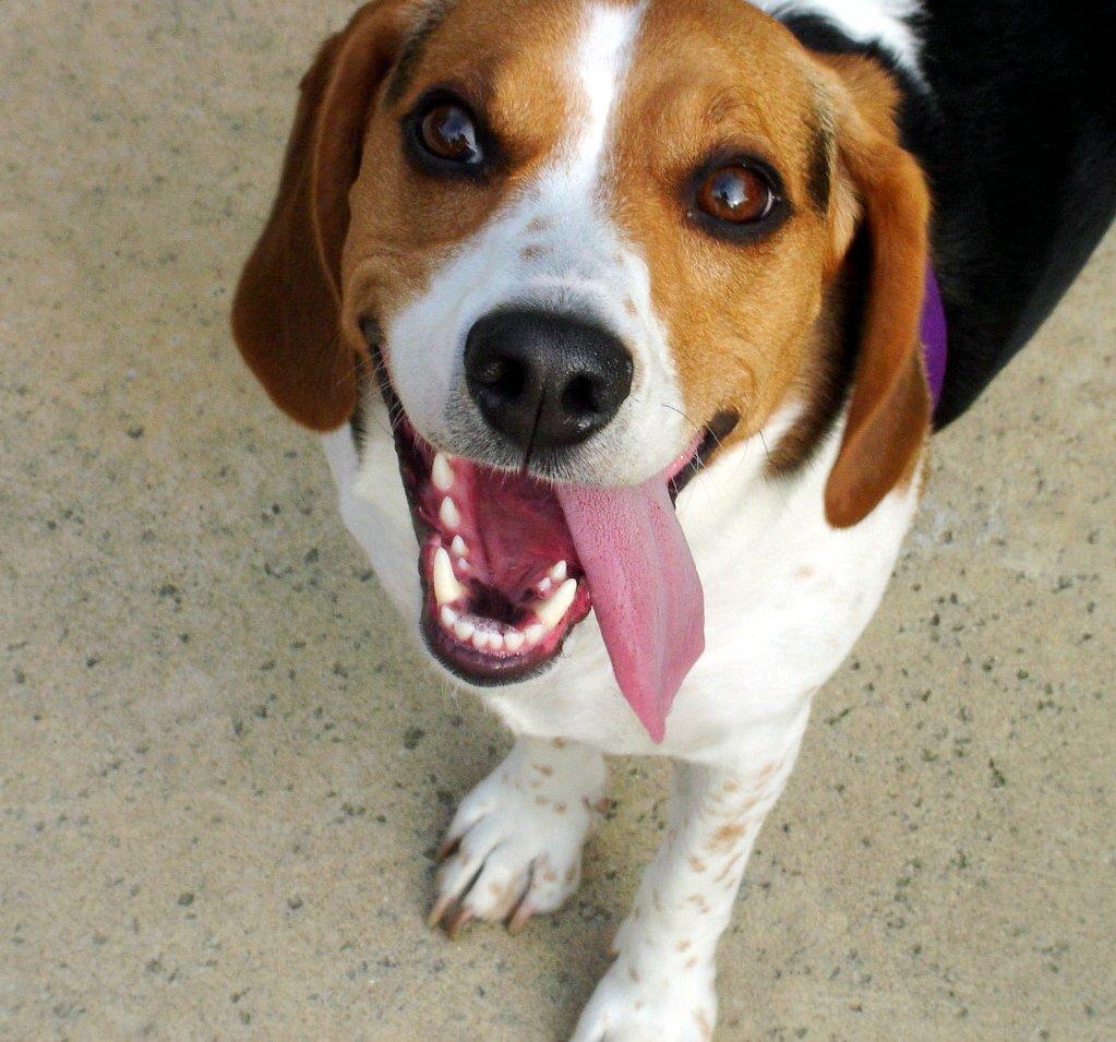 Funny Beagle Wallpapers - Top Free Funny Beagle Backgrounds ...