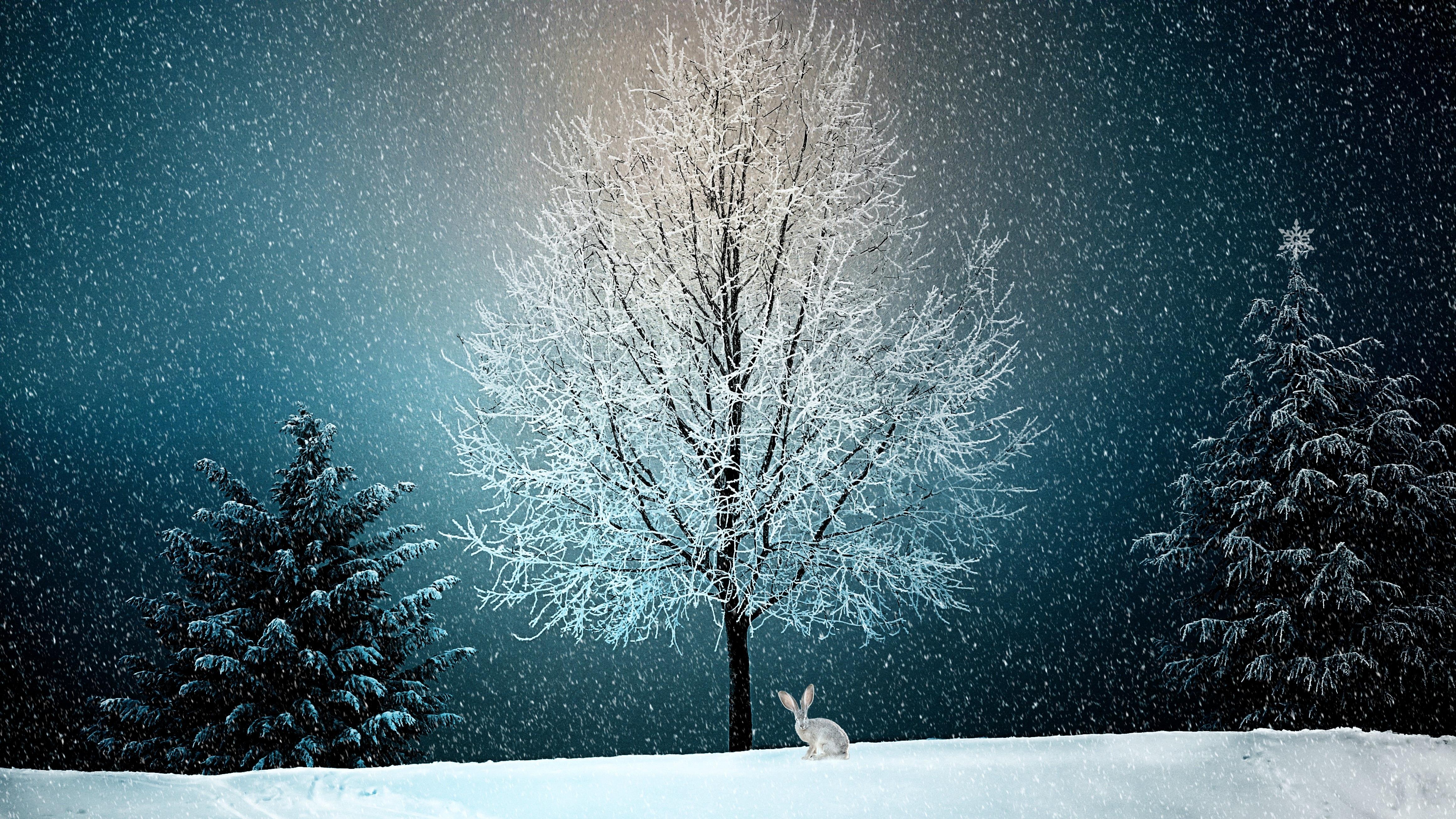 Snow Bunny Wallpapers - Top Free Snow Bunny Backgrounds - WallpaperAccess