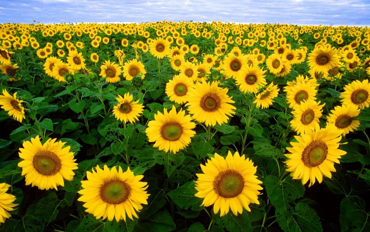 Sunny Flower Wallpapers - Top Free Sunny Flower Backgrounds ...