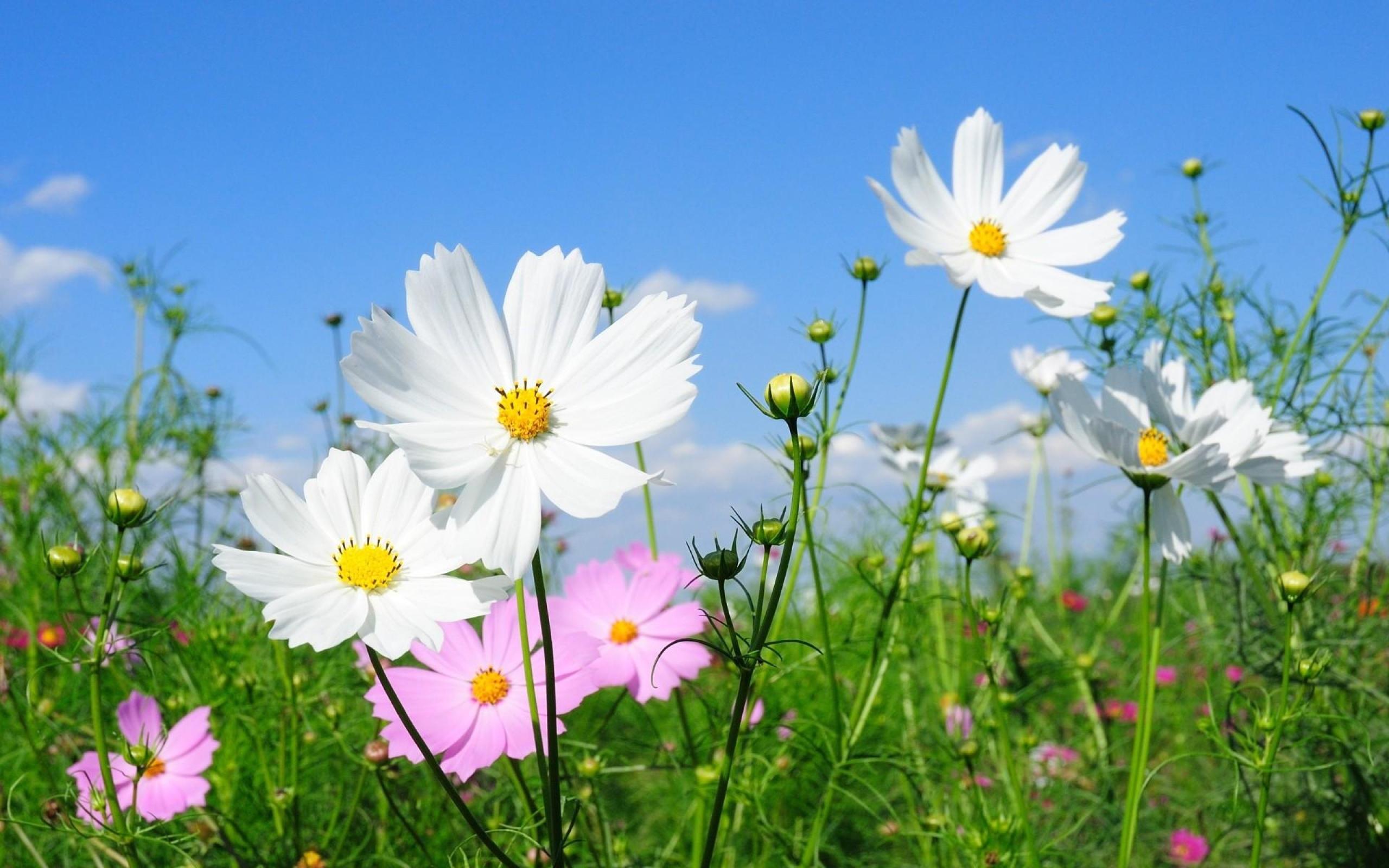 Sunny Flower Wallpapers - Top Free Sunny Flower Backgrounds ...