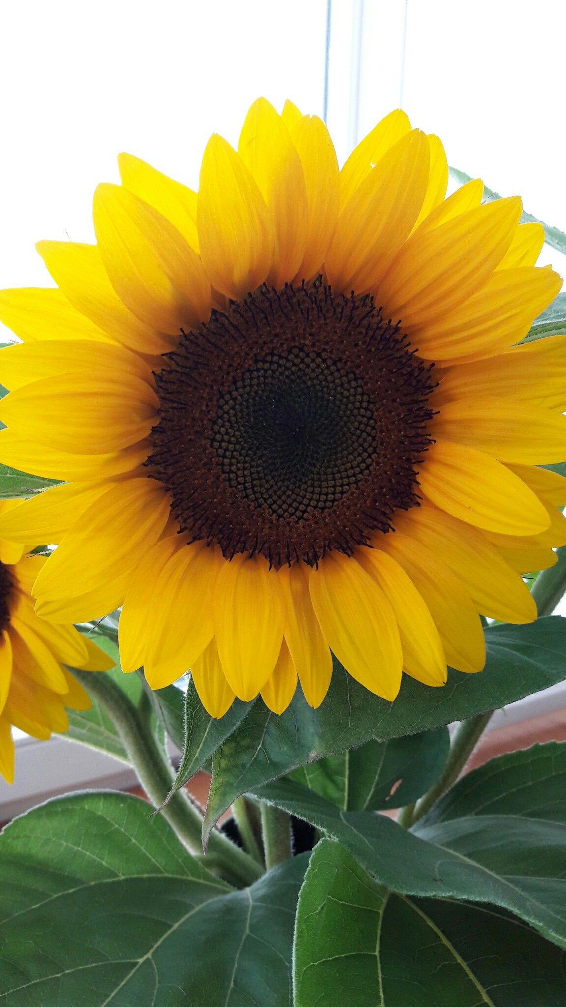 Sunny Flower Wallpapers - Top Free Sunny Flower Backgrounds ...
