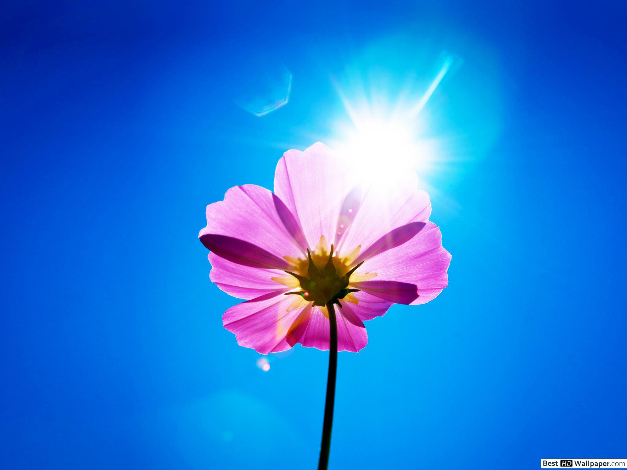 Blue Purple Flower Desktop Wallpapers - Top Free Blue Purple Flower ...