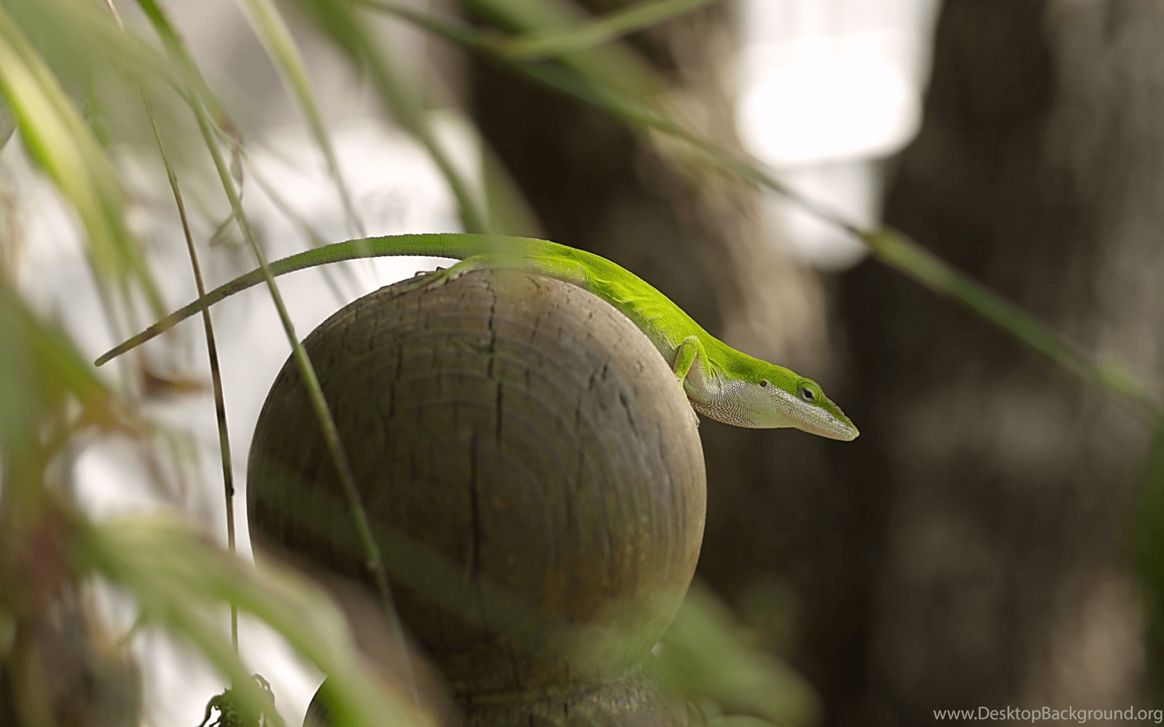 Zen Zone Wallpapers - Top Free Zen Zone Backgrounds - WallpaperAccess