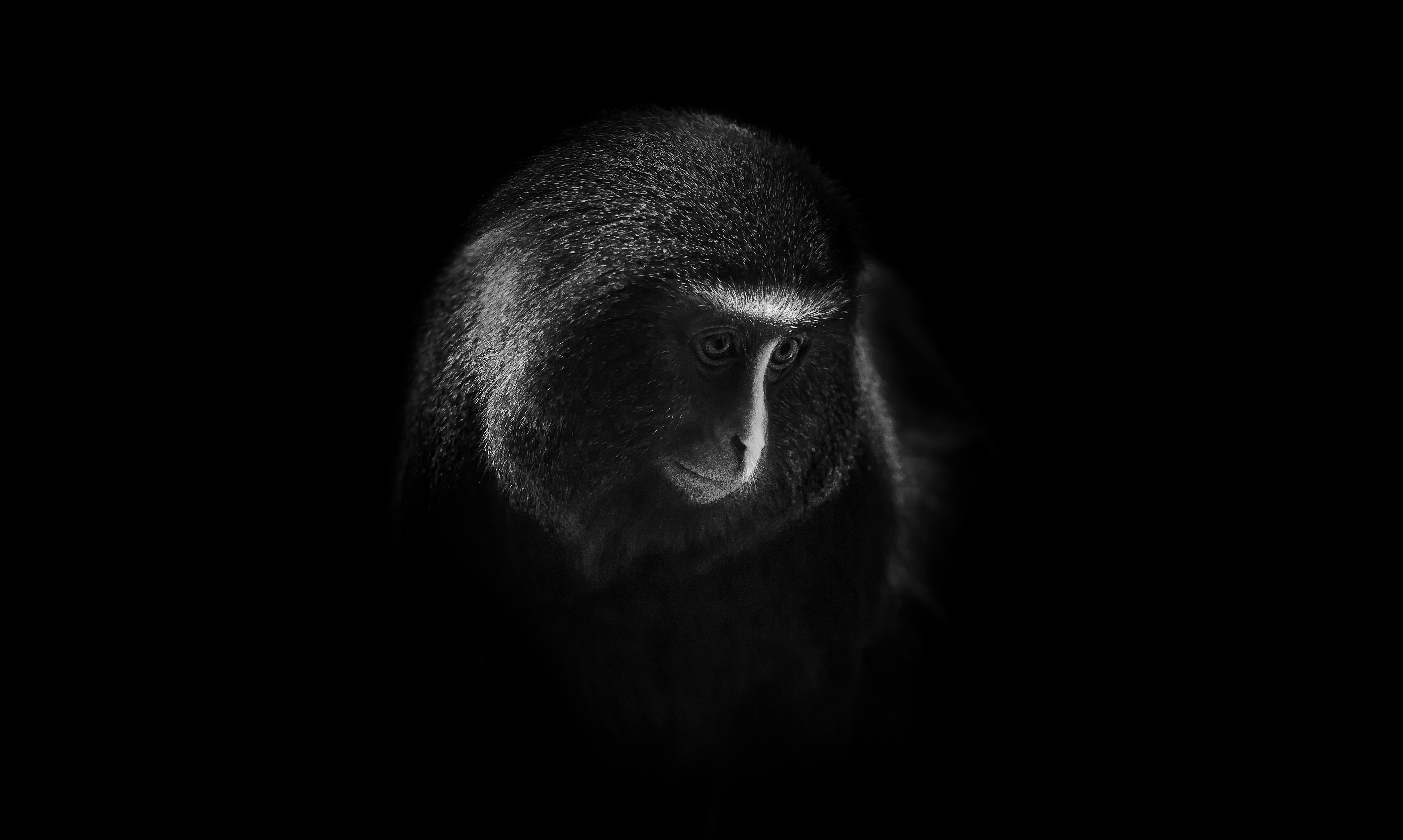 Dark Monkey Wallpapers - Top Free Dark Monkey Backgrounds - WallpaperAccess