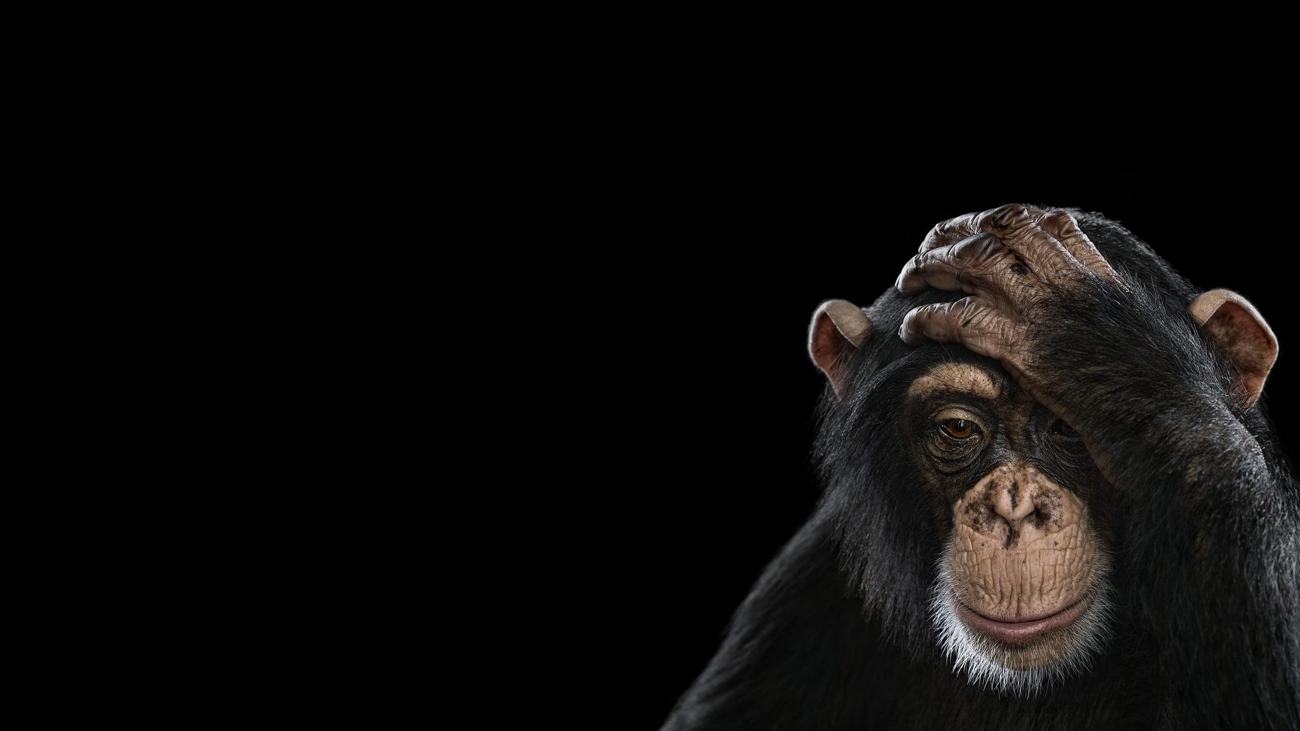 Dark Monkey Wallpapers - Top Free Dark Monkey Backgrounds - WallpaperAccess