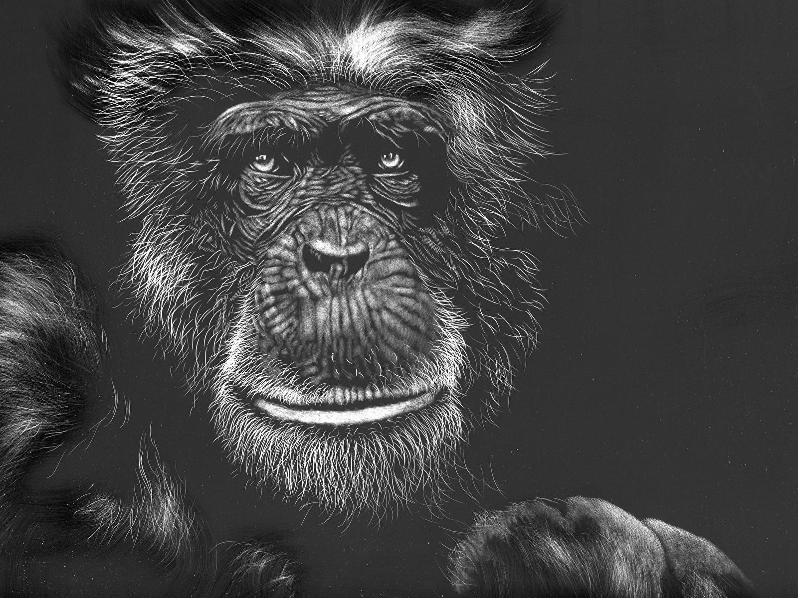 Dark Monkey Wallpapers - Top Free Dark Monkey Backgrounds - WallpaperAccess