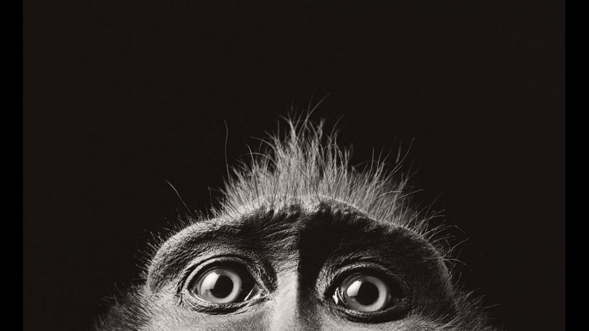 Dark Monkey Wallpapers - Top Free Dark Monkey Backgrounds - WallpaperAccess