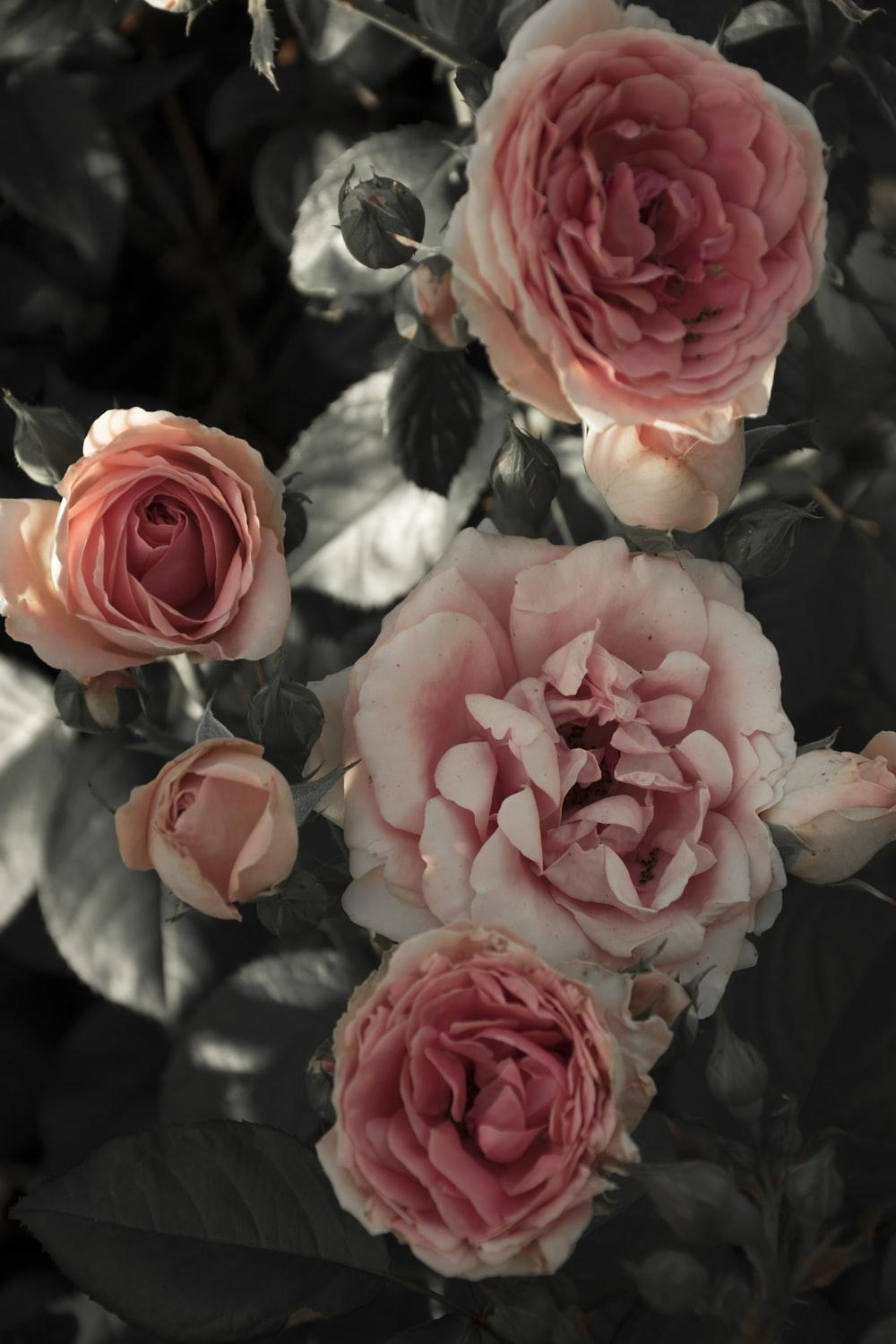Old Rose Wallpapers - Top Free Old Rose Backgrounds - WallpaperAccess