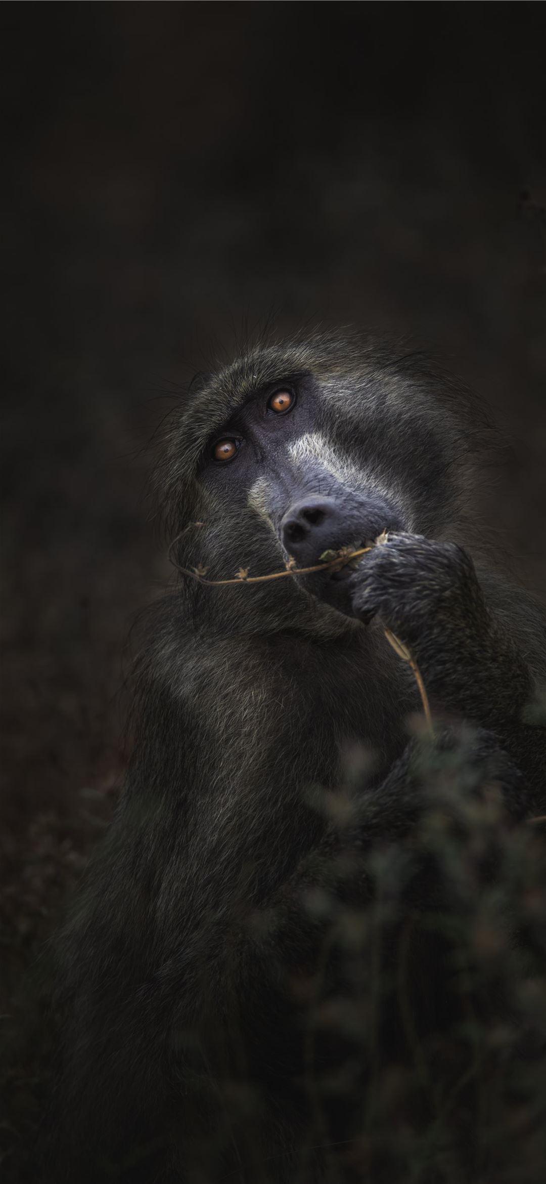 Dark Monkey Wallpapers - Top Free Dark Monkey Backgrounds - WallpaperAccess