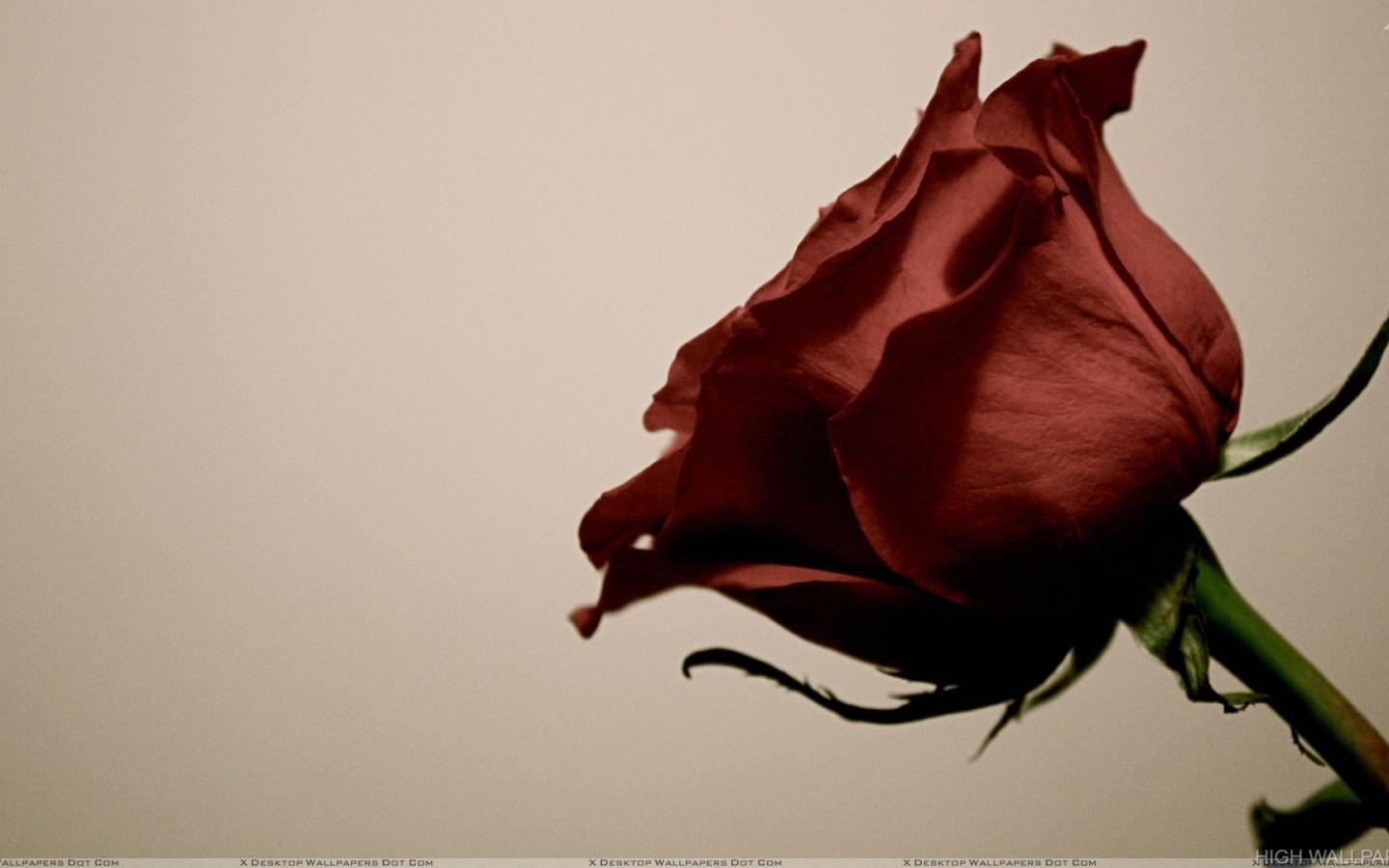 Old Rose Wallpapers - Top Free Old Rose Backgrounds - WallpaperAccess