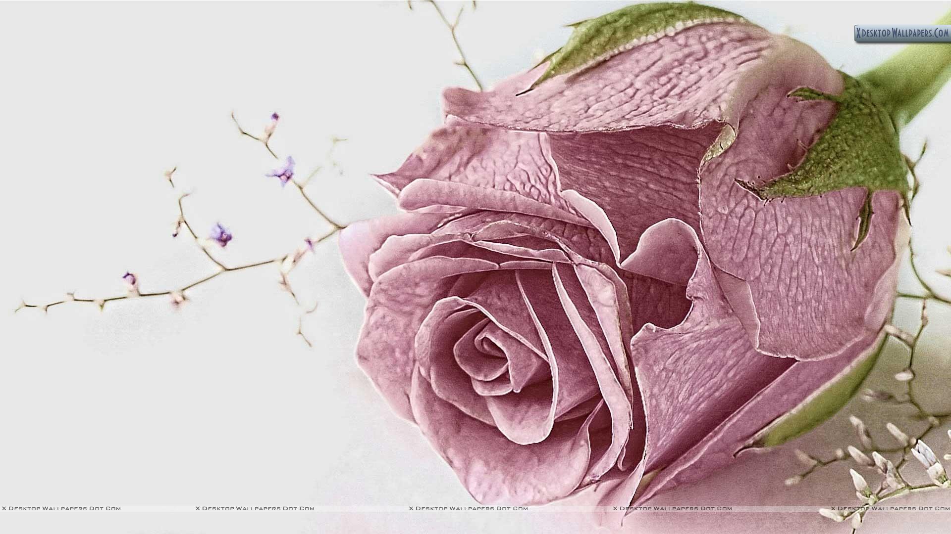 Old Rose Wallpapers - Top Free Old Rose Backgrounds - WallpaperAccess