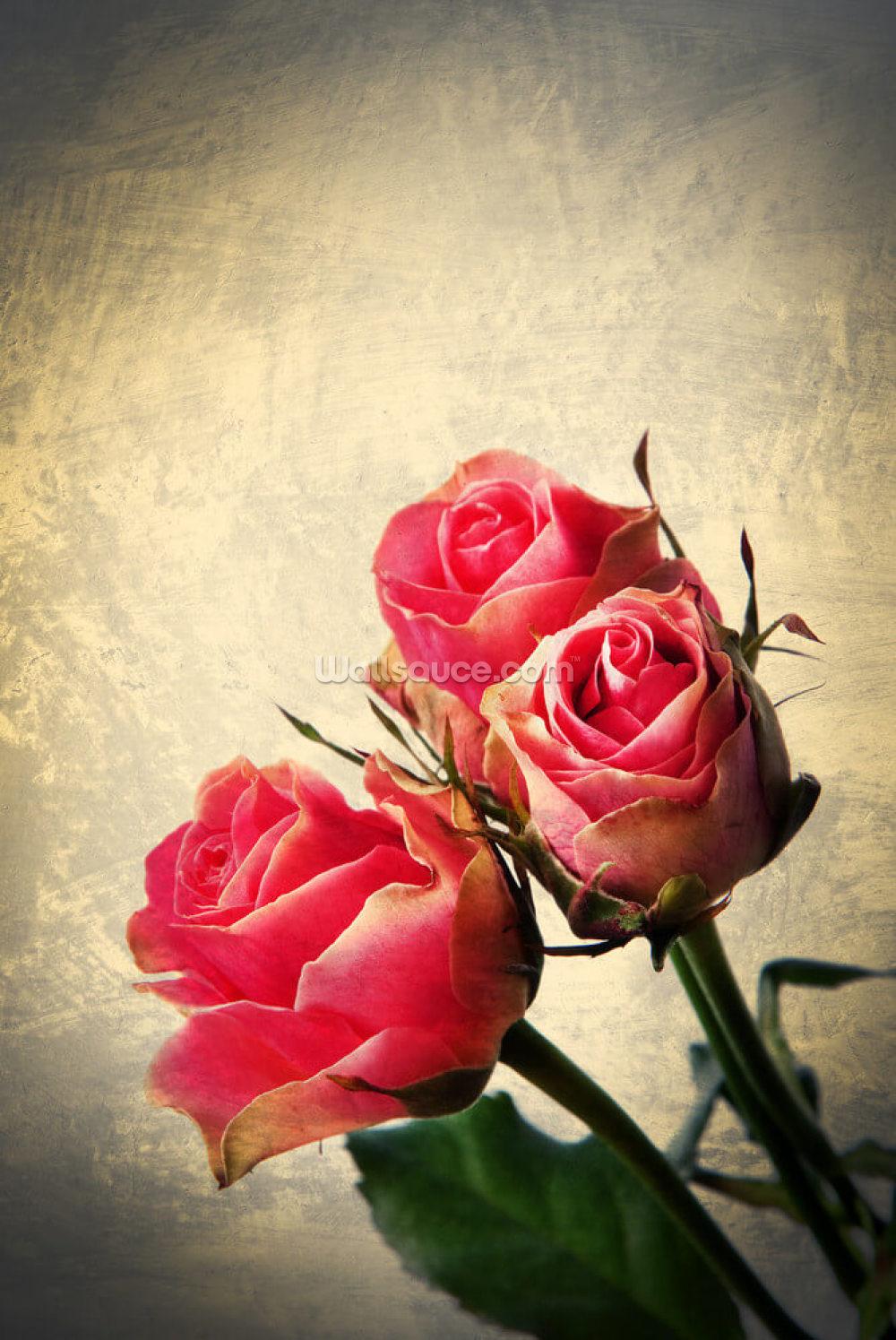 Old Rose Wallpapers - Top Free Old Rose Backgrounds - WallpaperAccess