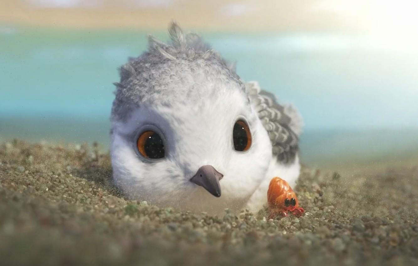 Piper Pixar Wallpapers - Top Free Piper Pixar Backgrounds - WallpaperAccess